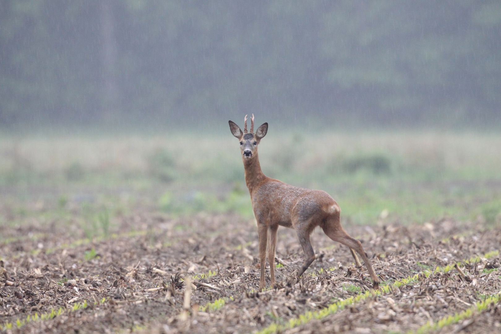 Jeune brocard photo et image | animaux, animaux sauvages, cervidés ...
