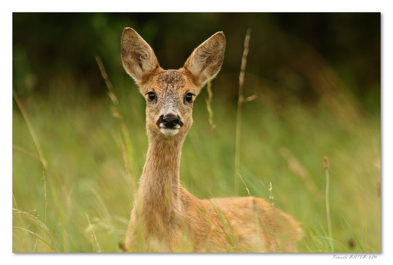 Jeune chevrette photo et image | animaux, animaux sauvages, cervidés ...