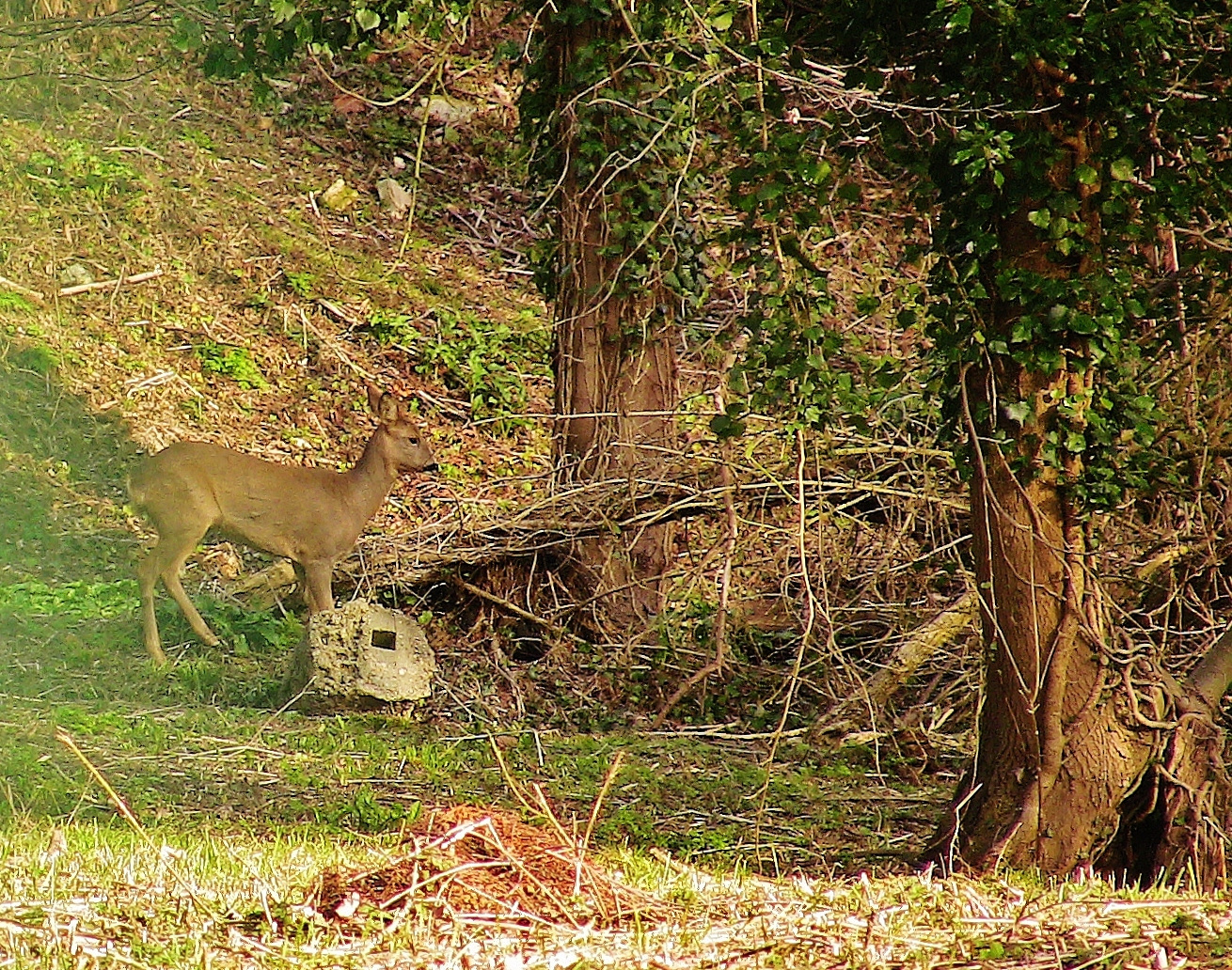 jeune chevrette...... photo et image | animations photographiques, un ...