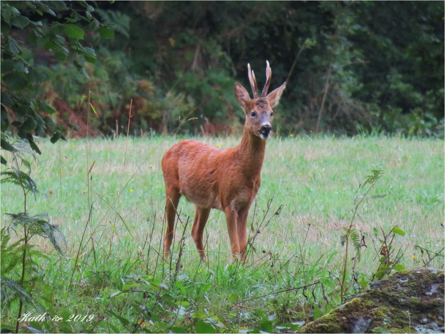 Jeune chevreuil photo et image | animaux, animaux sauvages, nature ...