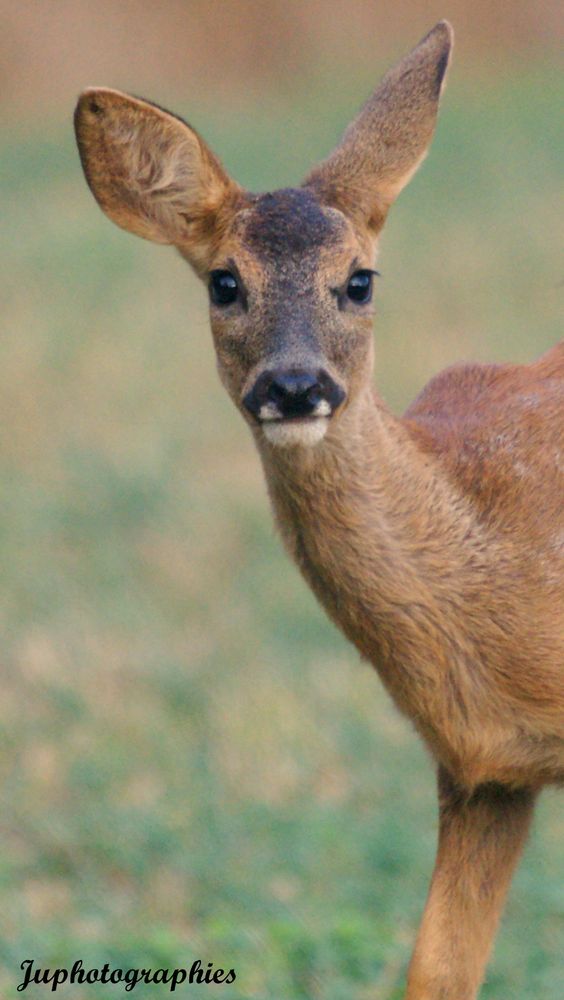 jeune chevreuille de quelques semaines photo et image | animaux ...