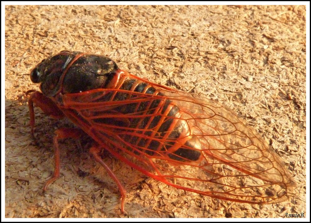 Jeune cigale photo et image | macro nature, macro insectes, faune ...