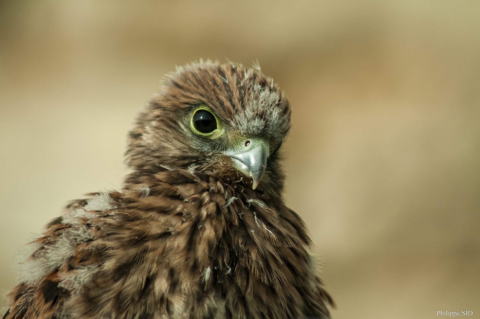 JEUNE FAUCON photo et image | animaux, animaux sauvages, oiseaux Images ...