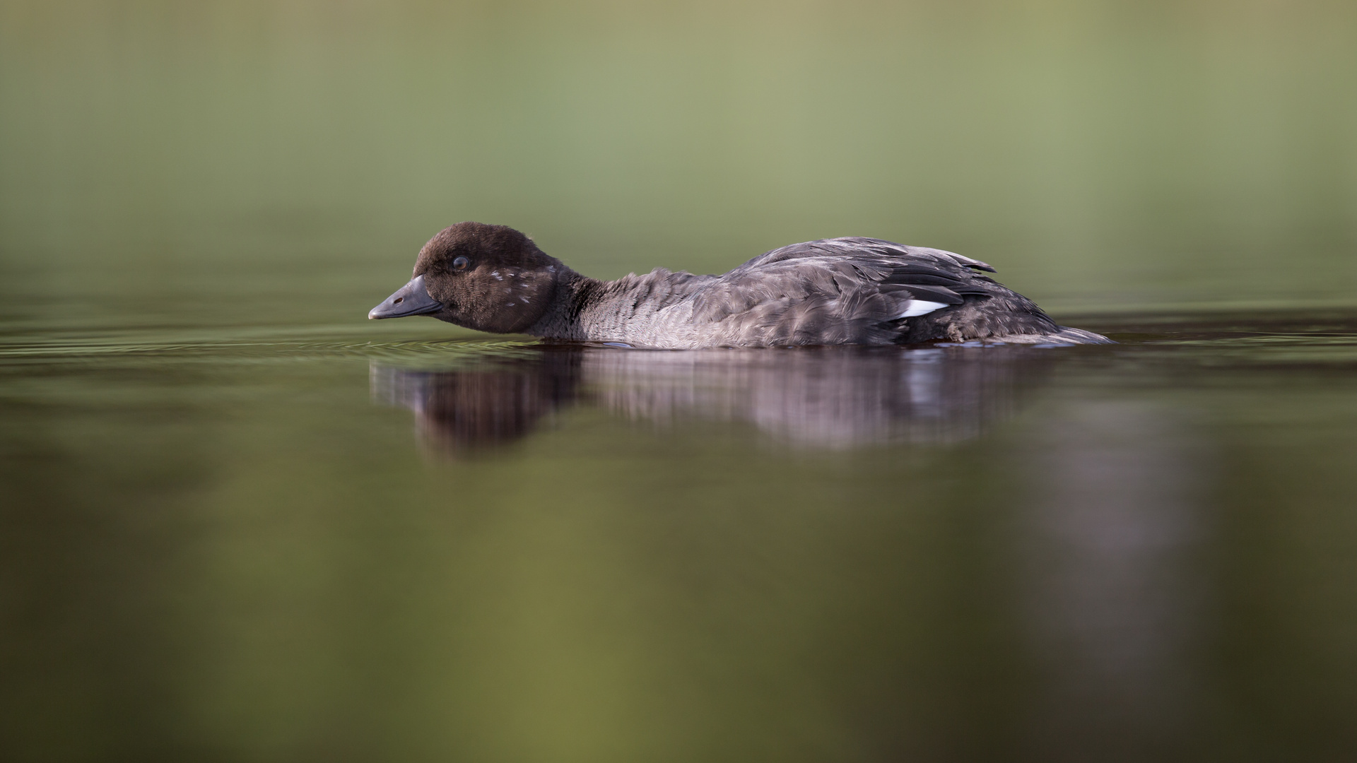 Jeune Garrot à oeil d'or photo et image | oiseaux, garrot-oeil-or david ...