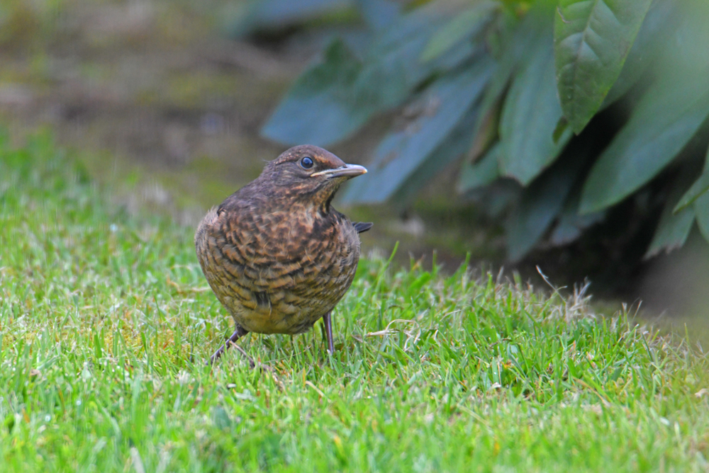 Jeune merle photo et image | animaux, animaux sauvages, oiseaux Images ...