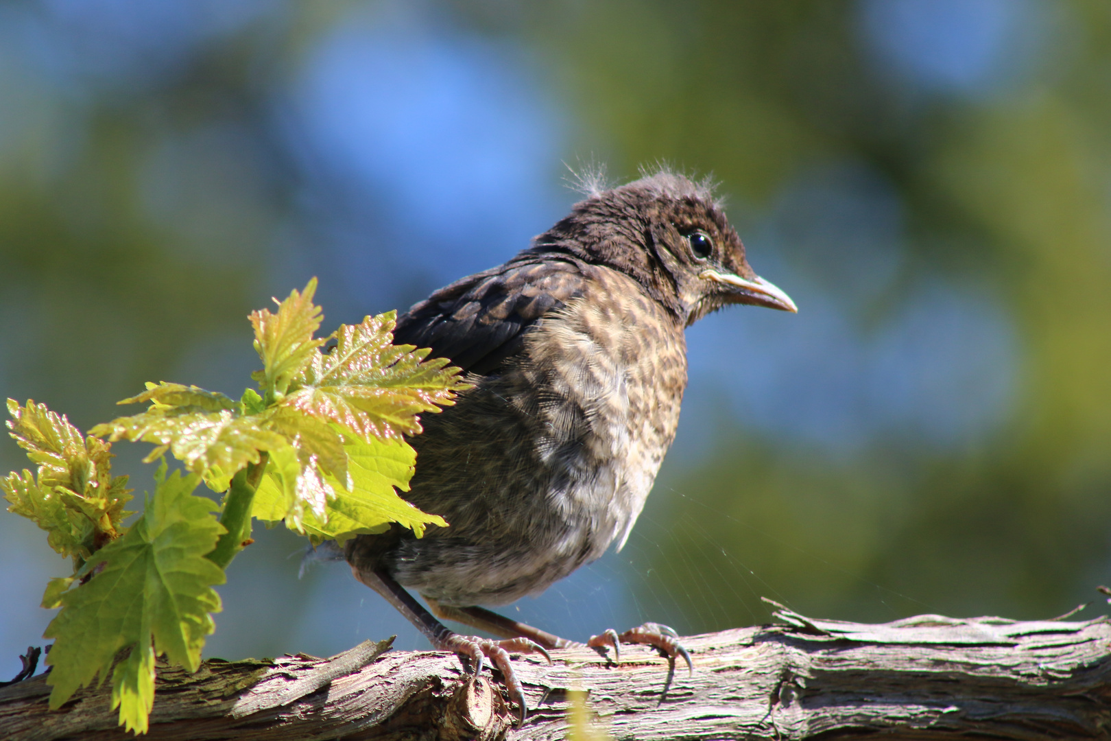 jeune merle photo et image | animaux, animaux sauvages, oiseaux Images ...