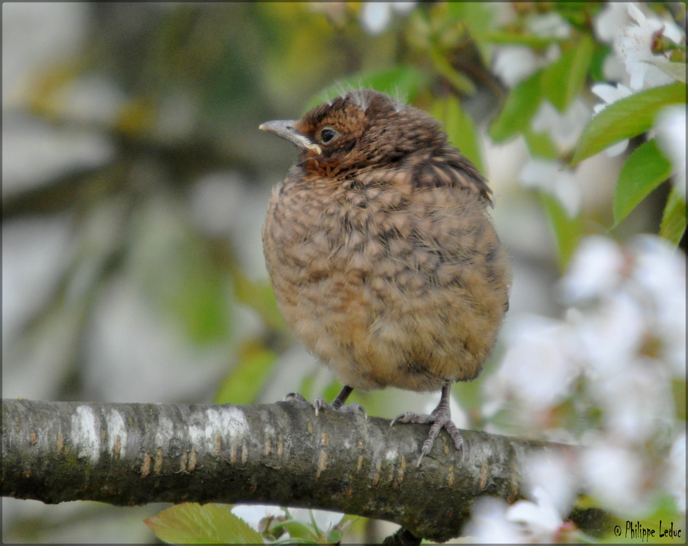 Jeune Merle photo et image | animaux, animaux sauvages, oiseaux Images ...