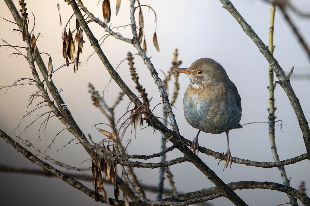 jeune merle photo et image | animaux, animaux sauvages, oiseaux Images ...