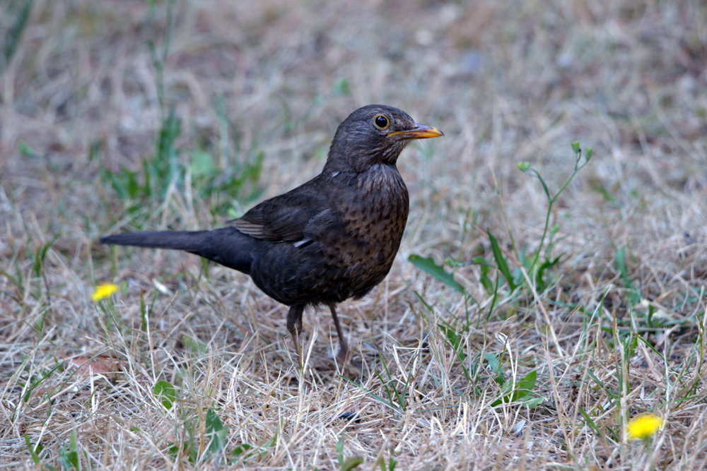 Jeune merle de l'année photo et image | animaux, animaux sauvages ...