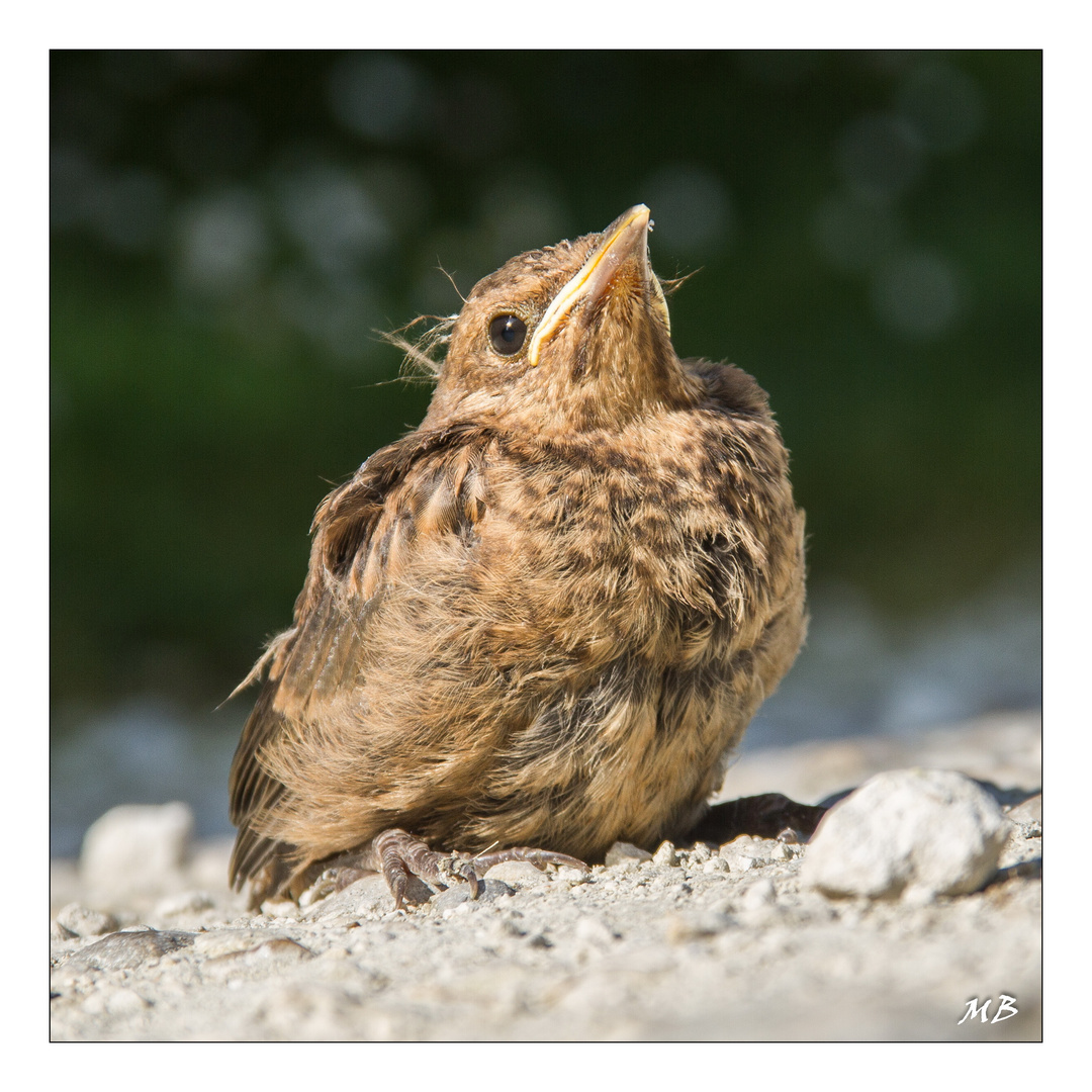 Jeune merle tombé du nid (1) photo et image | animaux, animaux sauvages ...