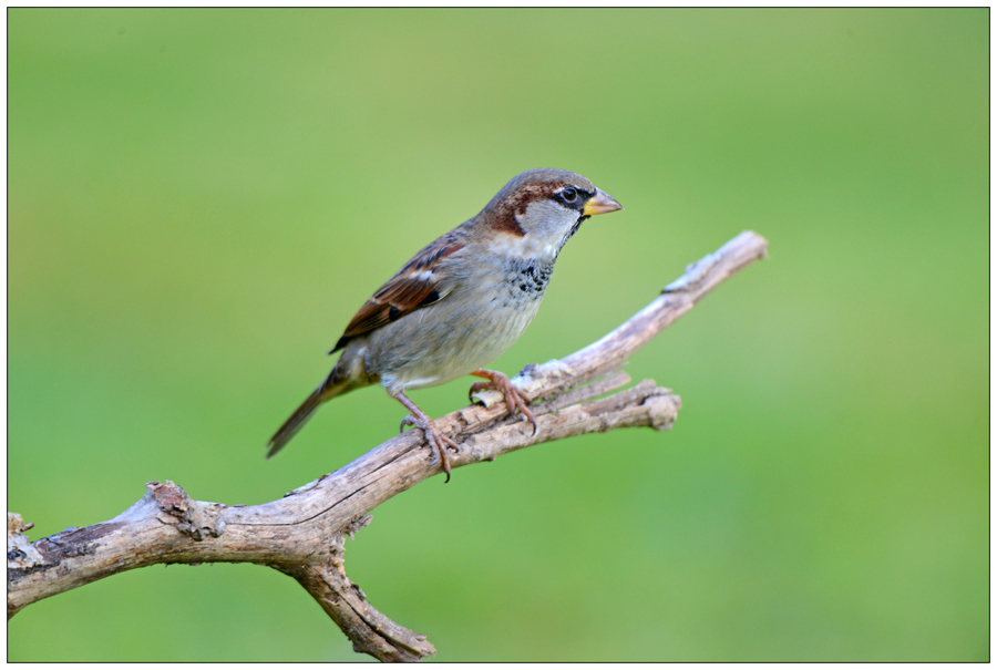 Jeune mâle moineau photo et image | animaux, animaux sauvages, oiseaux ...