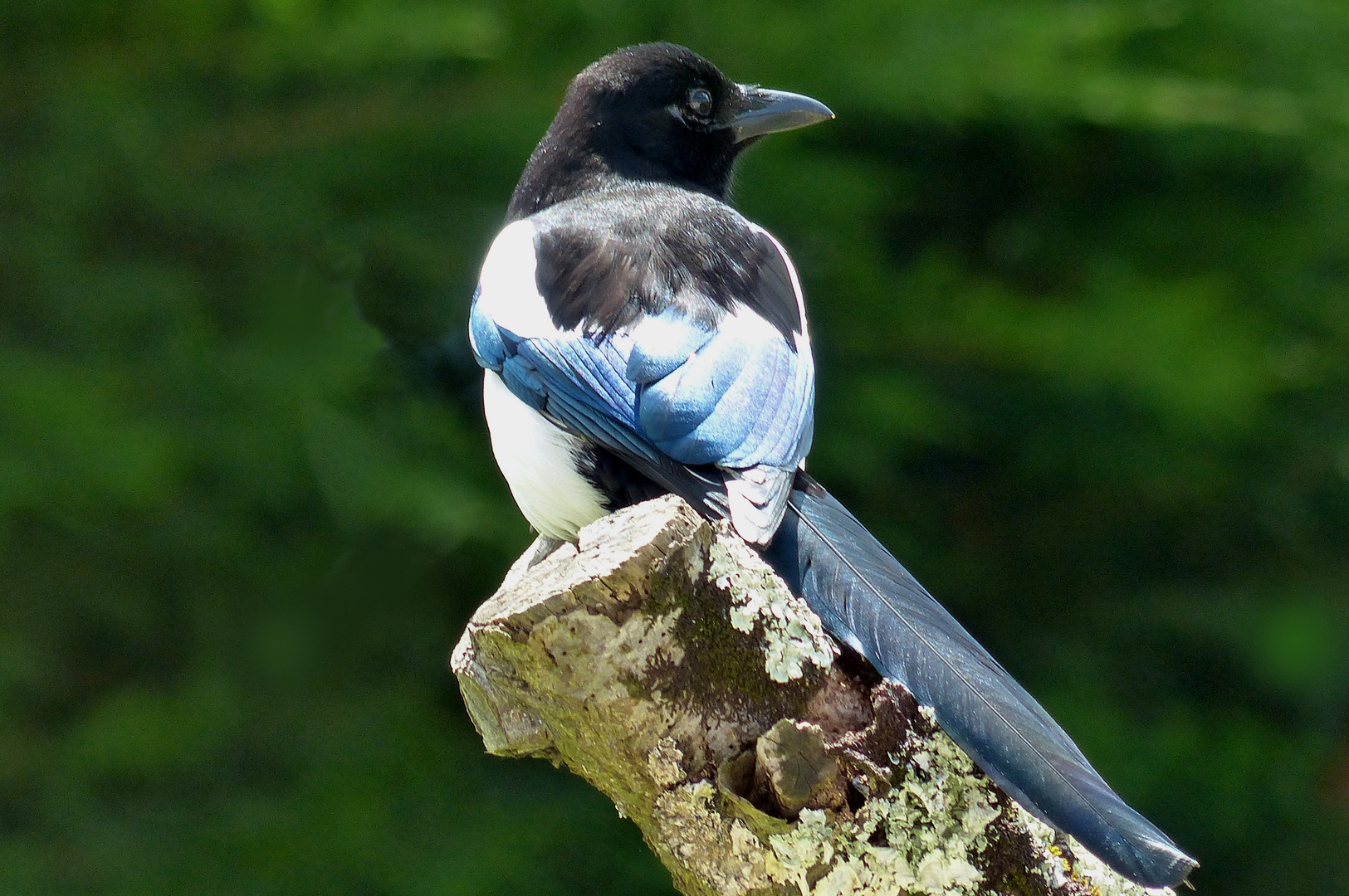 Jeune PIE. photo et image | animaux, animaux sauvages, oiseaux Images ...