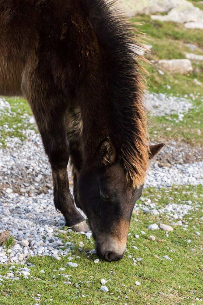 JEUNE POTTOK photo et image | nature, animaux, montagne Images ...