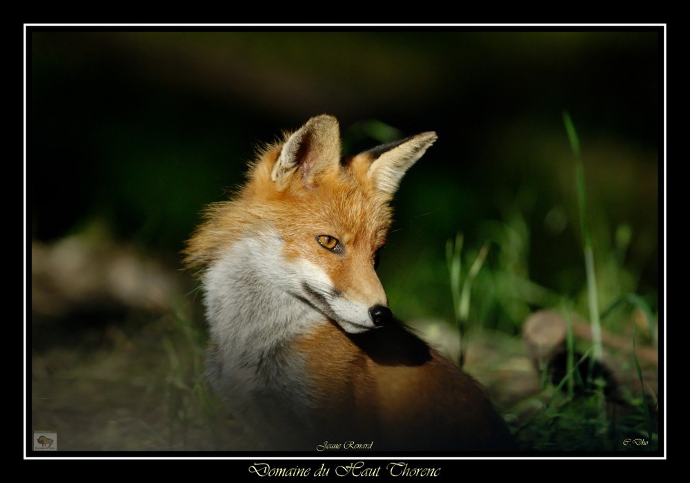 jeune renard photo et image | animaux, animaux sauvages, bovidés à l ...