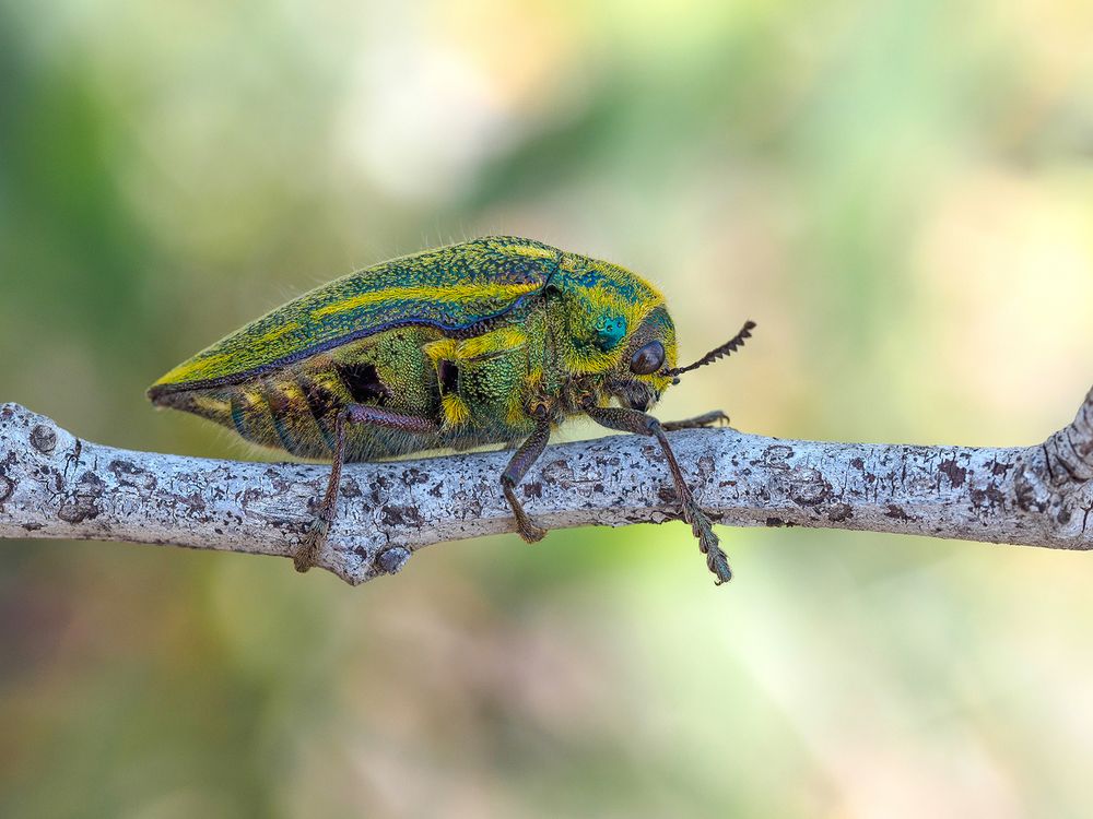 Jewel Beetle Foto & Bild | tiere, wildlife, insekten Bilder auf ...