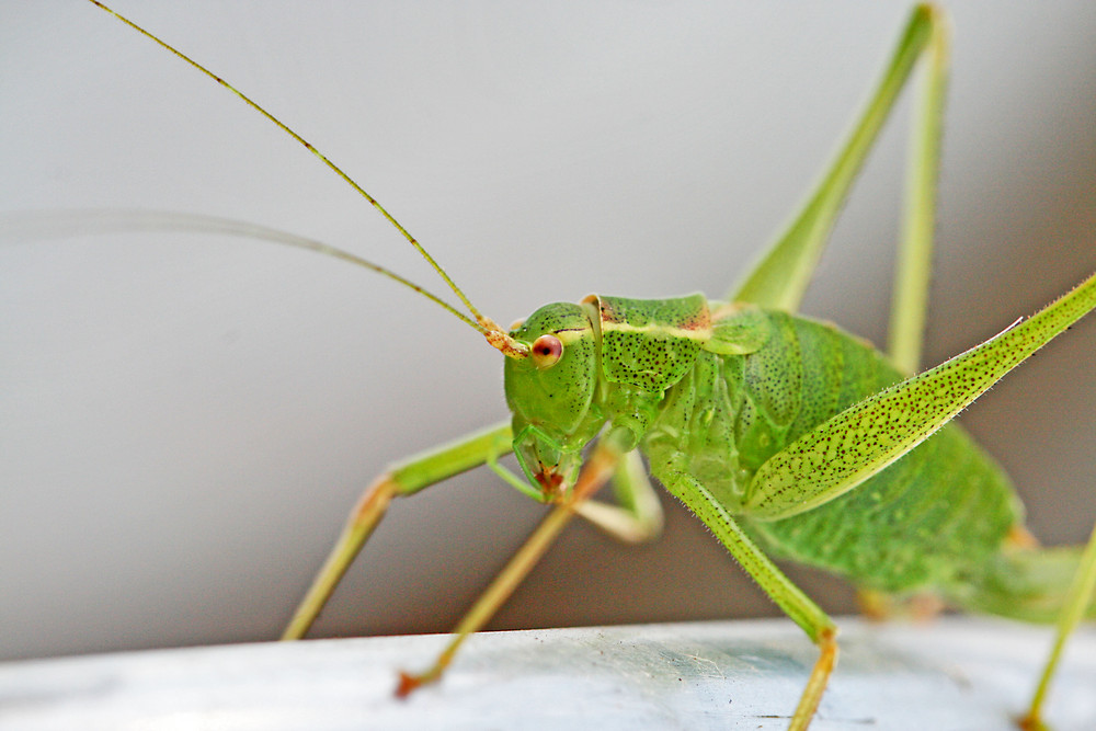 Jimmy die Grille 1 Foto & Bild | tiere, wildlife, insekten Bilder auf ...