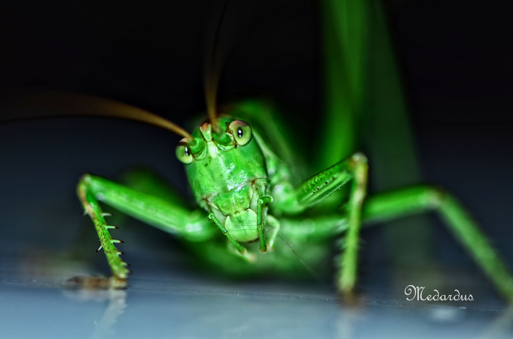 jimmy the grasshopper Foto & Bild | tiere, wildlife, insekten Bilder ...