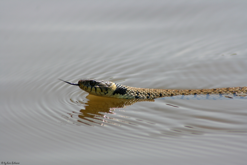 Jippi!!! Freu!!!!! Foto & Bild | tiere, wildlife, amphibien & reptilien ...