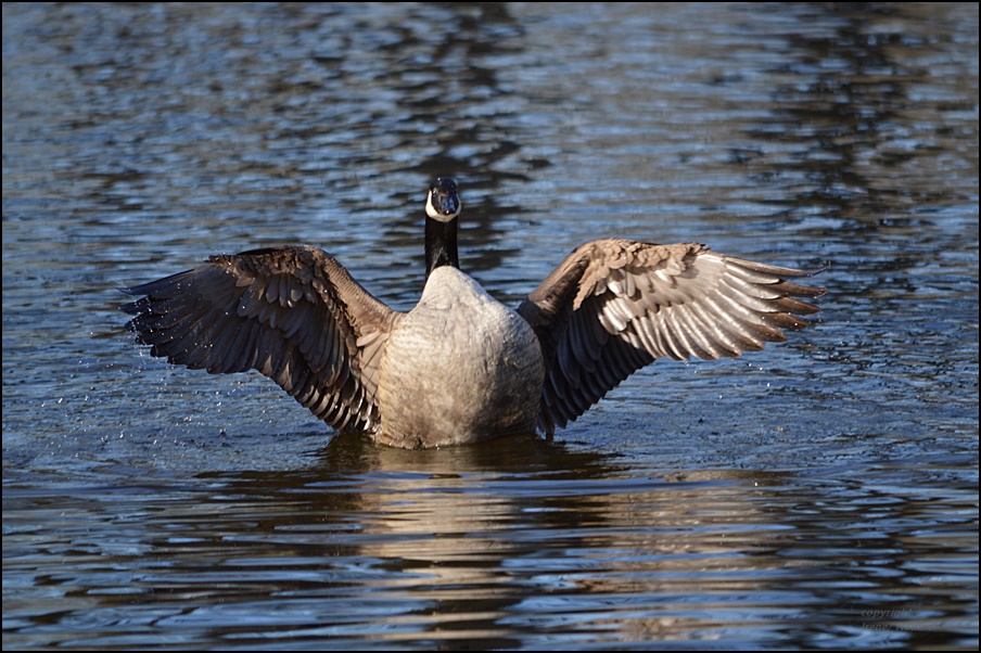 Jippi....Sonne !!! Foto & Bild | natur, tiere, wildlife Bilder auf ...