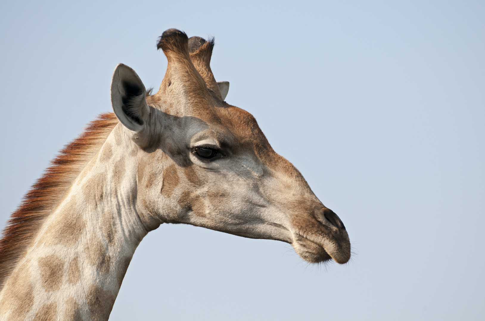 Jirafa Imagen & Foto | animales, animales salvajes, f Fotos de ...