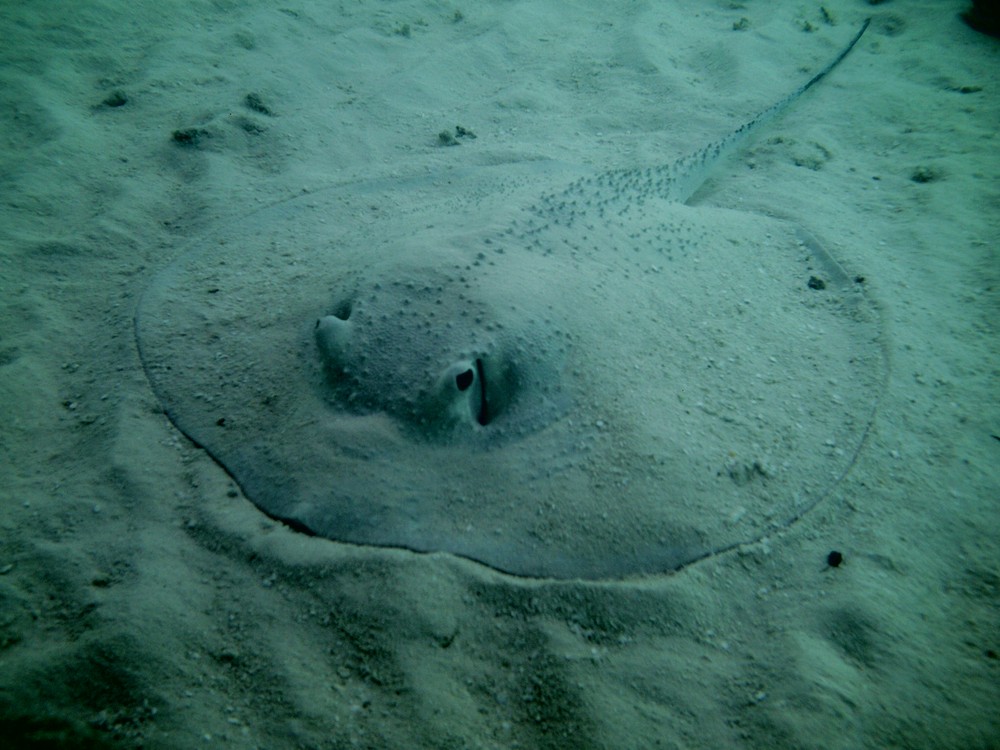 Jochen der Rochen Foto & Bild | tiere, wildlife, wildlife: sonstige ...