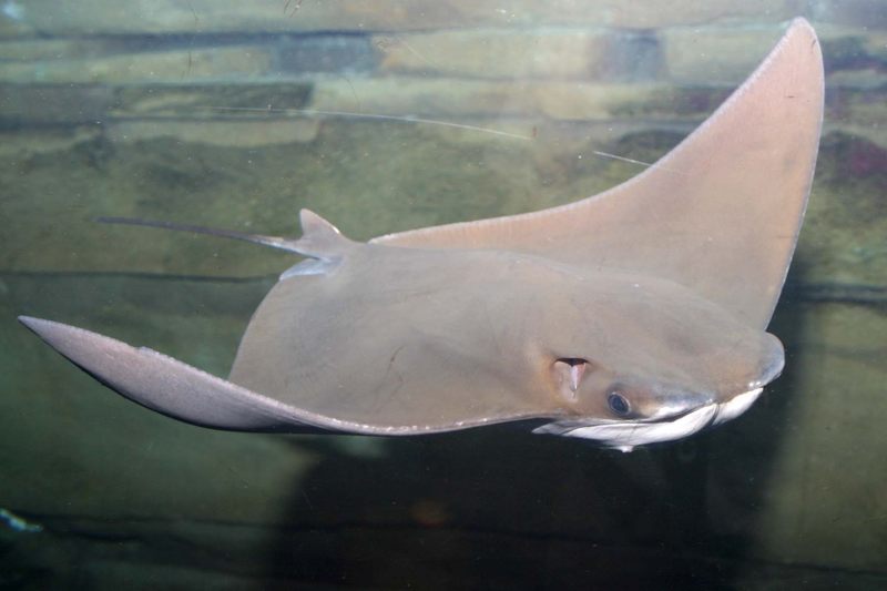 Jochen der Rochen Foto & Bild | tiere, zoo, wildpark & falknerei, zoo ...