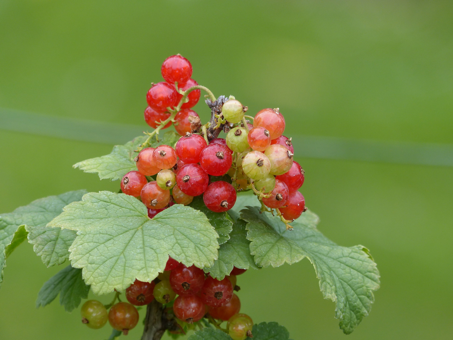 - Johannis naht..... Foto & Bild | pflanzen, pilze & flechten, früchte ...
