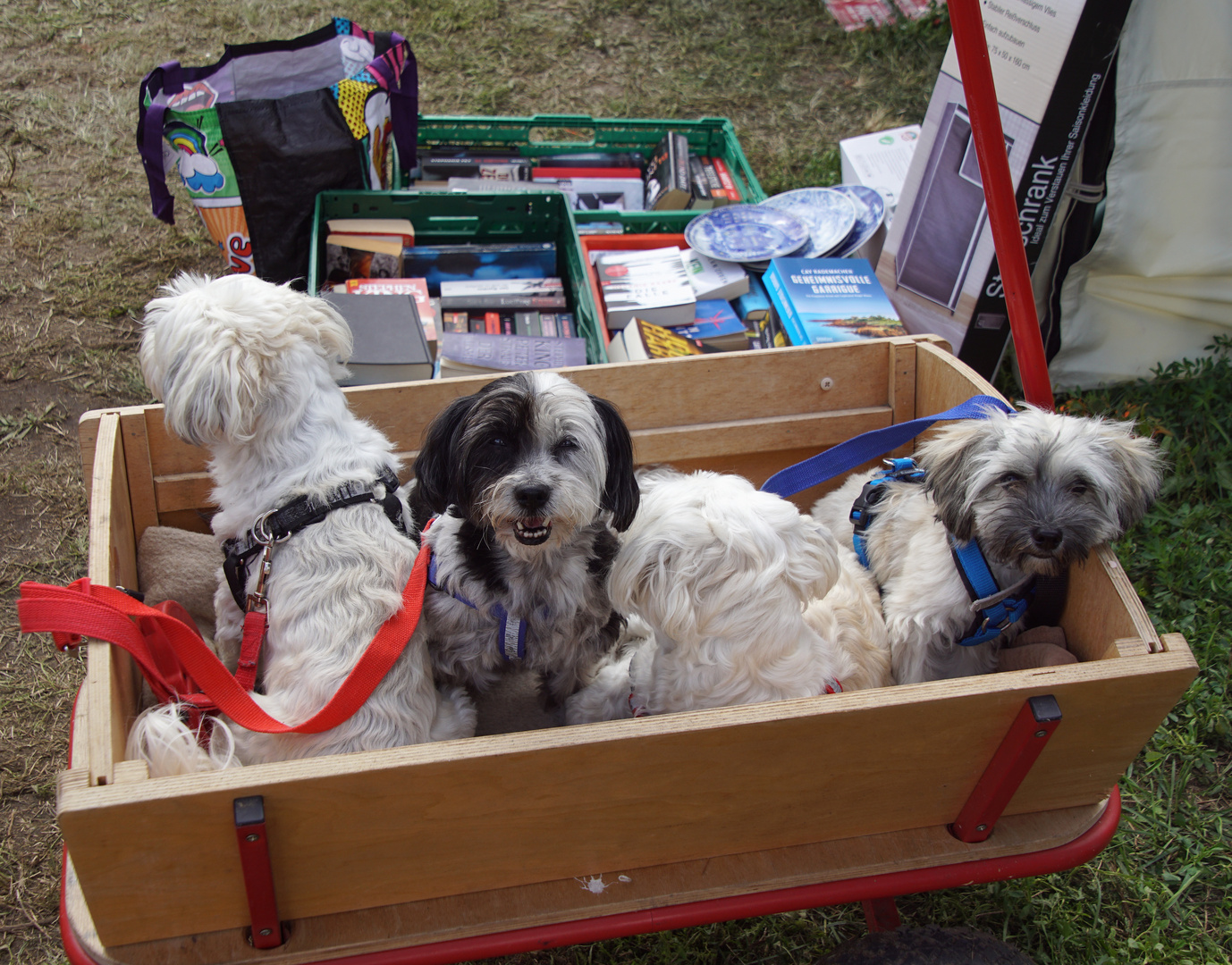 John, Paul, George and Ringo … Foto & Bild | reportage dokumentation ...