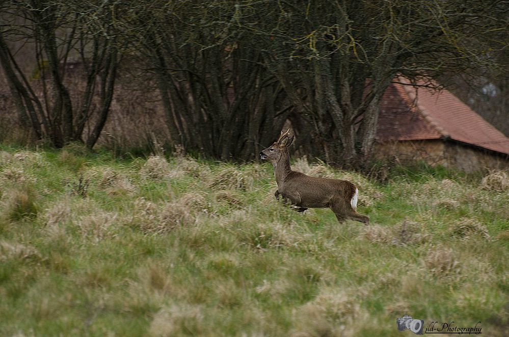 joli brocard photo et image | divers, nature Images fotocommunity