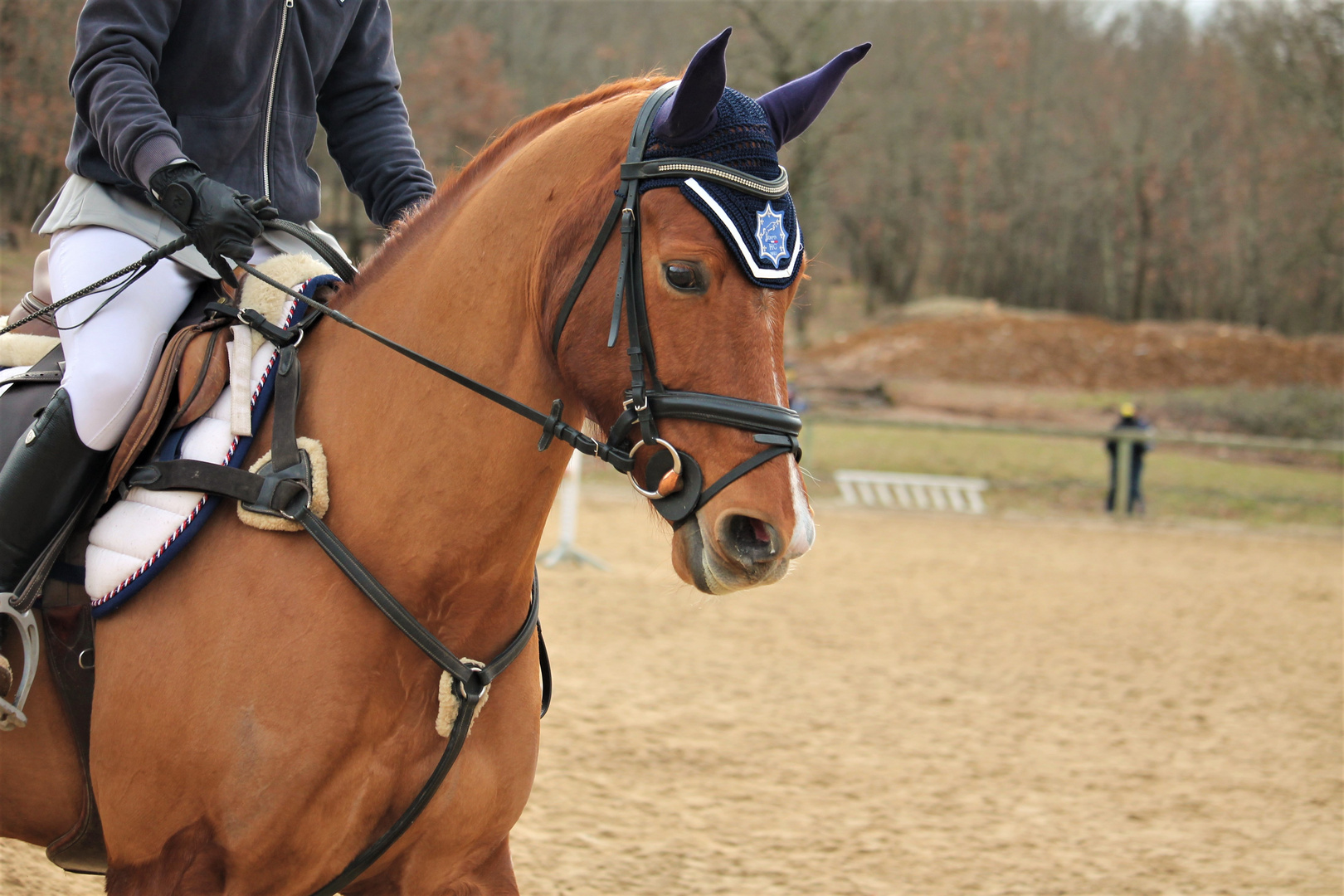 Joli cheval de CSO photo et image | animaux, animaux domestiques, les ...