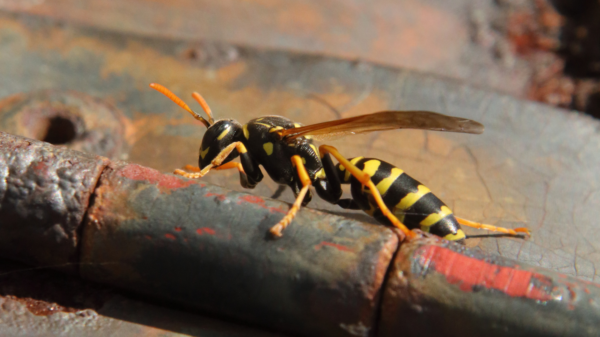 joli spécimen photo et image | macro nature, macro insectes, les ...