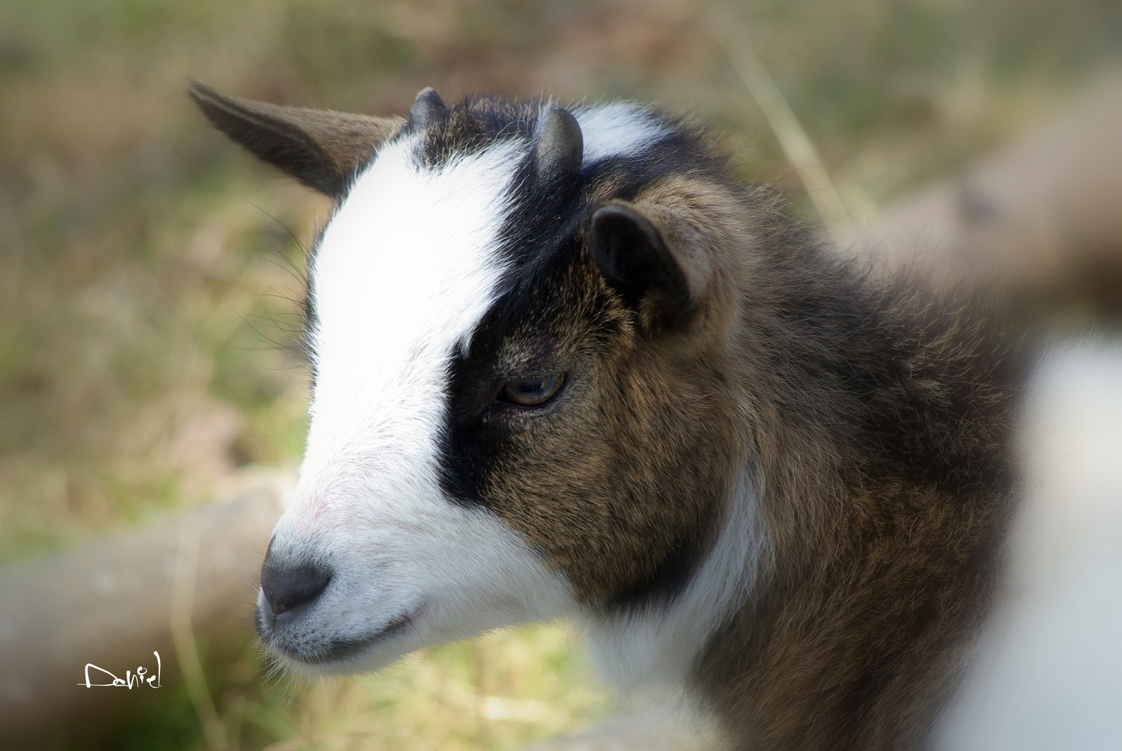 Jolie Chevrette photo et image | animaux, animaux domestiques, les ...