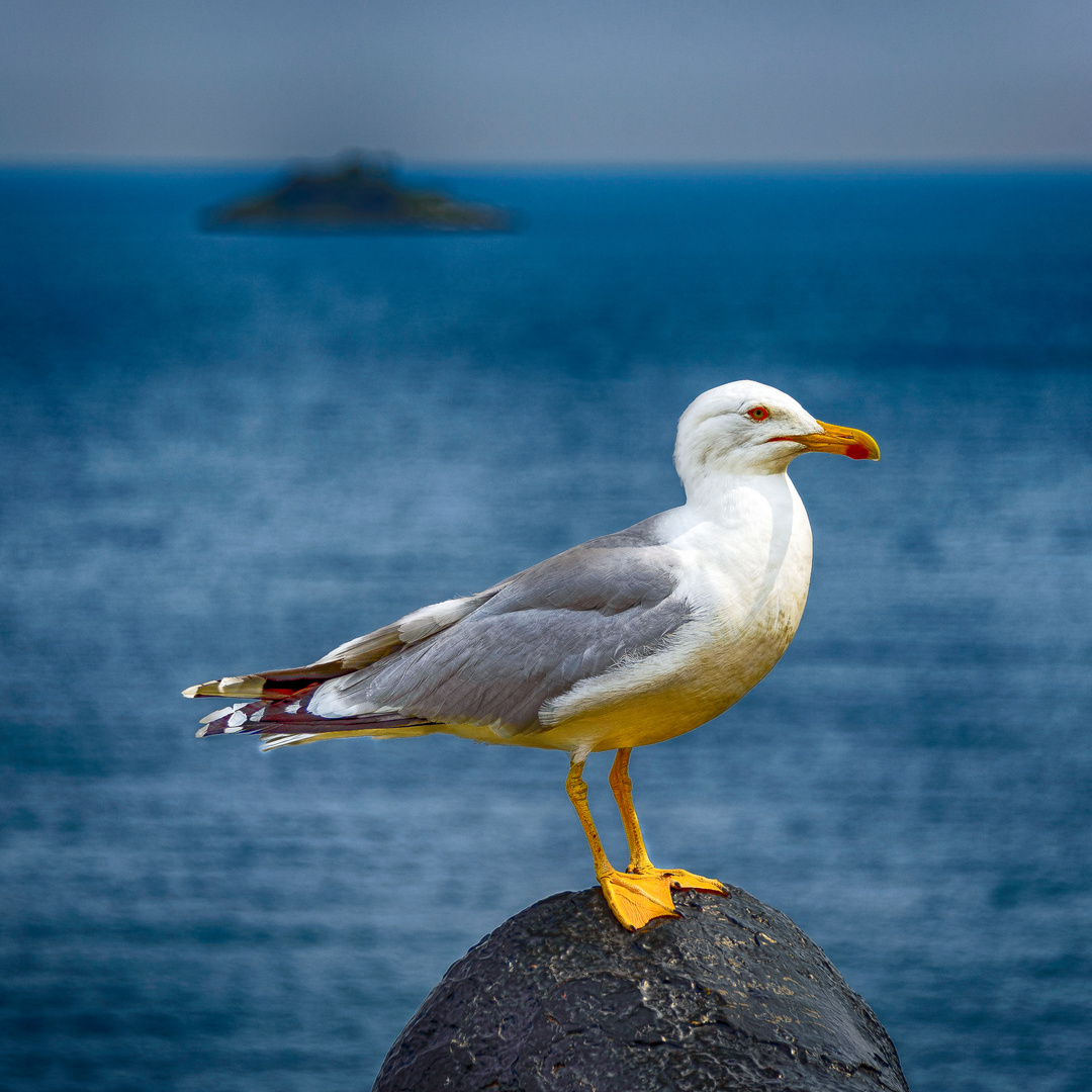 Jonathan - Blick nach vorne Foto & Bild | world, natur, tiere Bilder ...