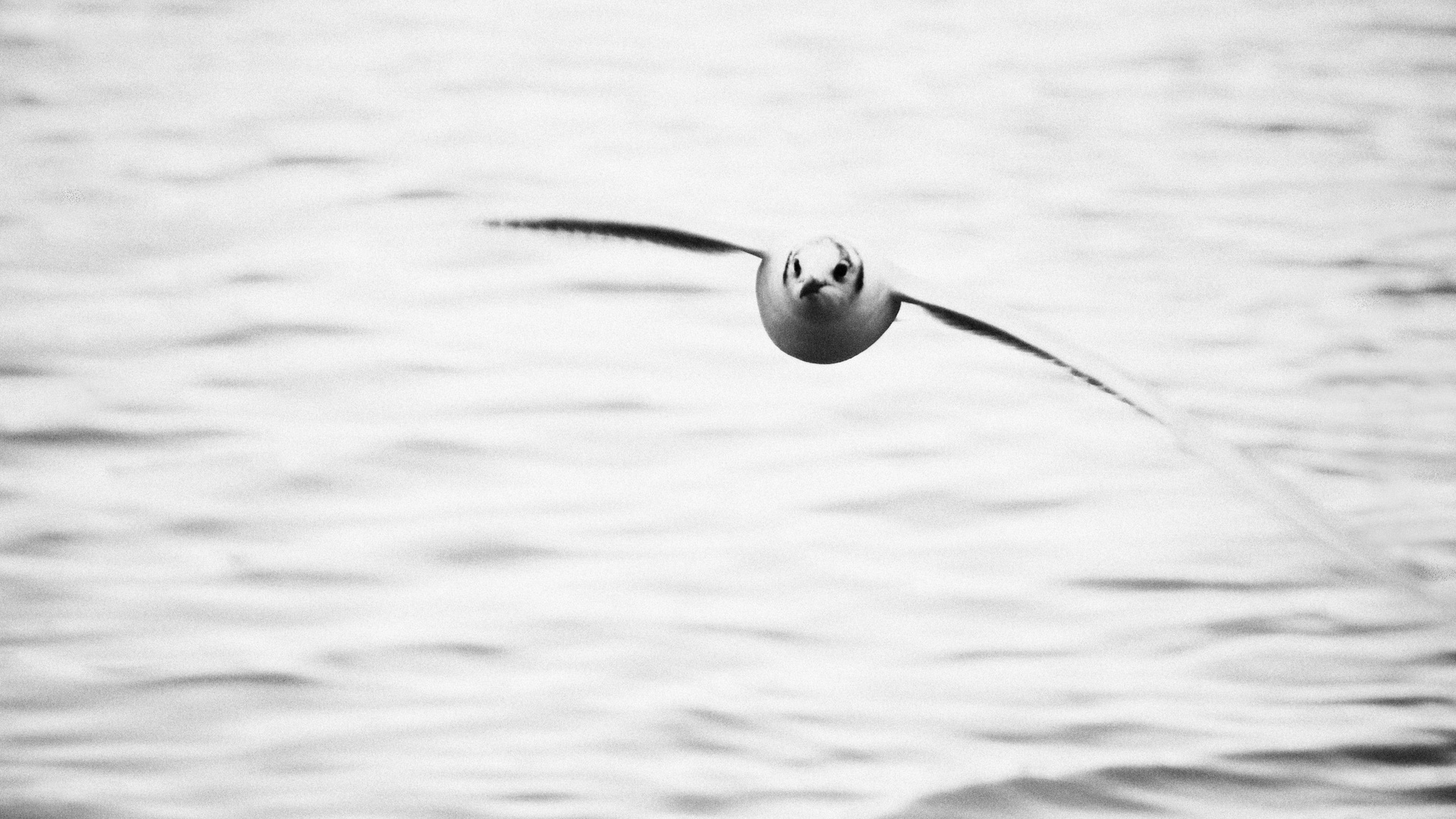 Jonathan Seagull...XIII Foto & Bild | natur, tiere, vögel Bilder auf ...