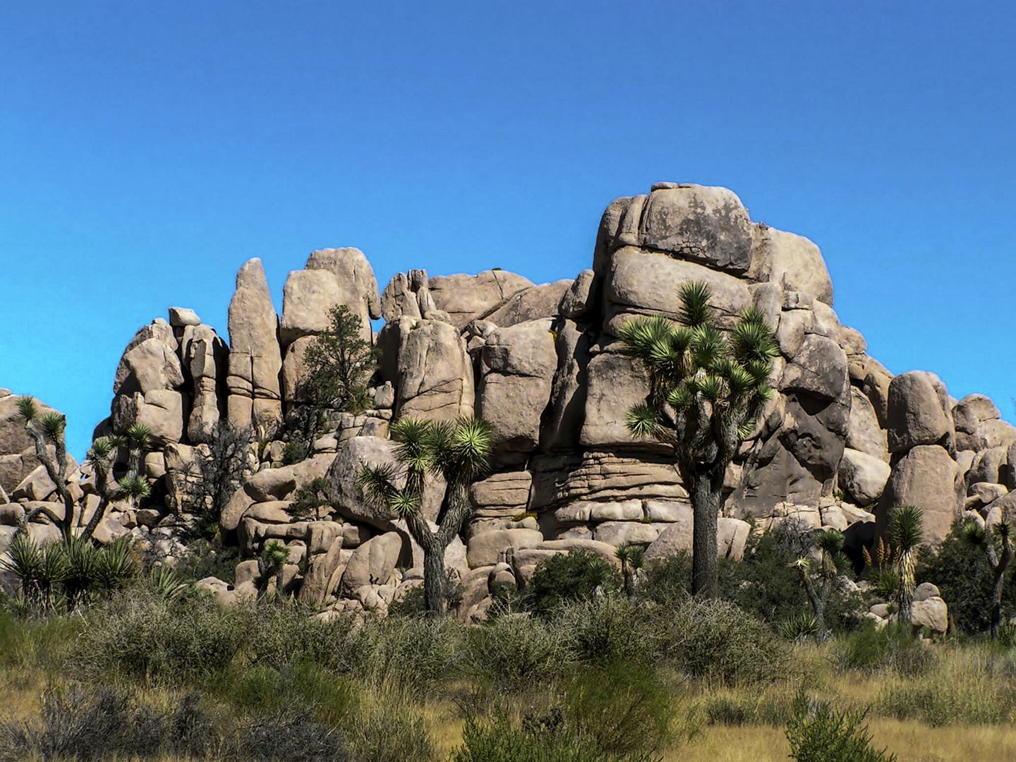 Joshua Tree National Park Foto & Bild | north america, united states ...