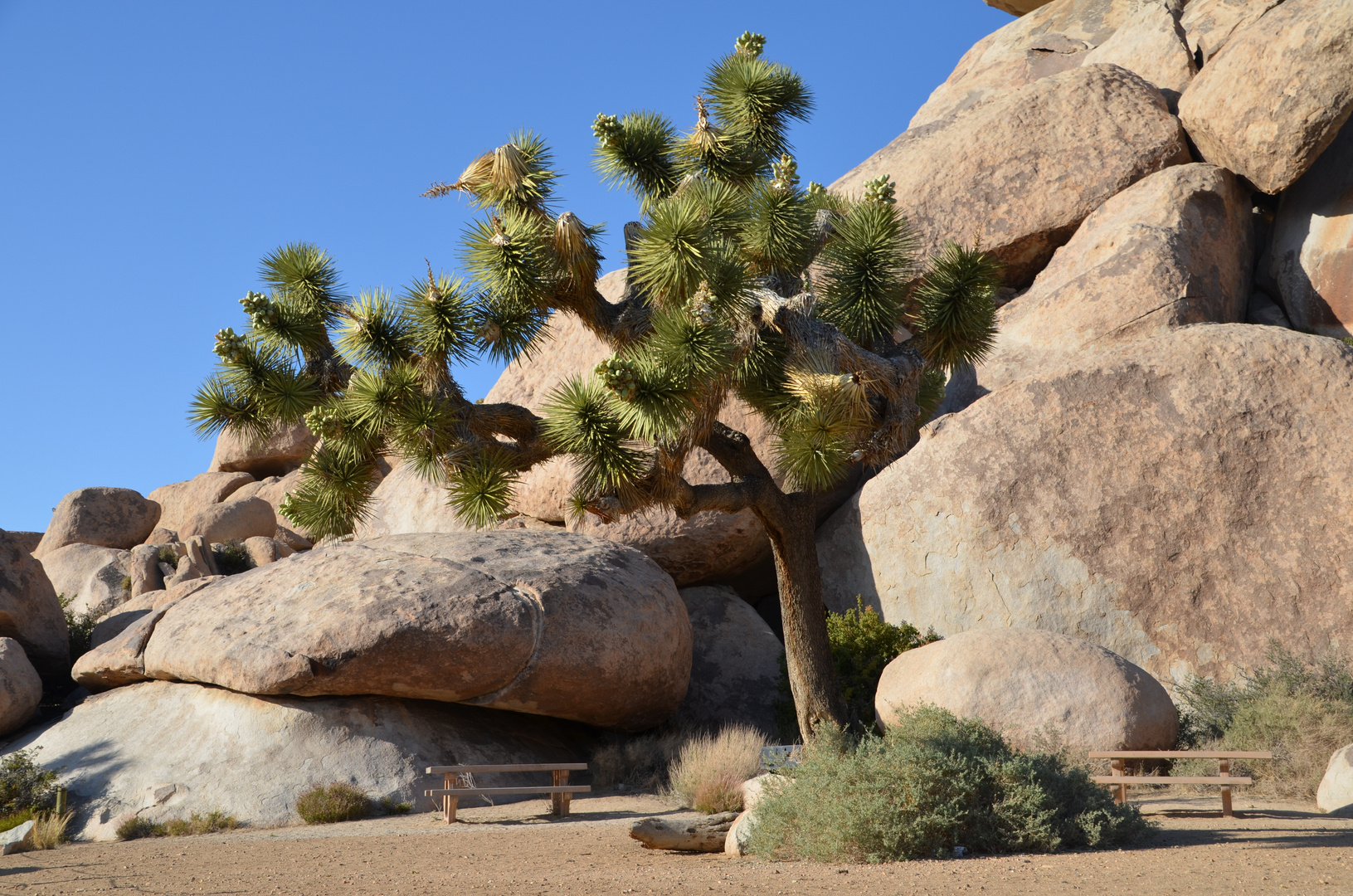 Joshua Tree Nationalpark Foto & Bild | north america, united states ...