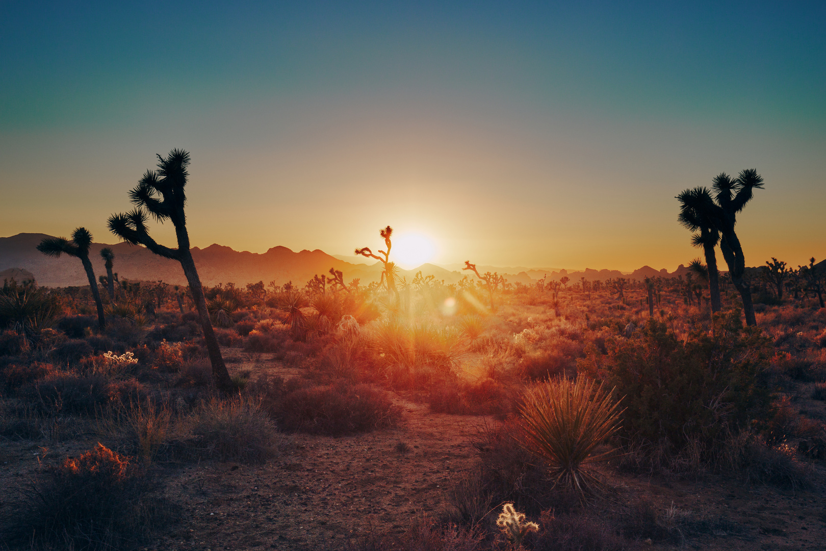 Joshua Tree Sunset Foto & Bild | north america, united states, national ...
