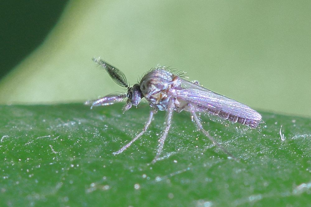 Juckt's? Foto & Bild | tiere, wildlife, insekten Bilder auf fotocommunity