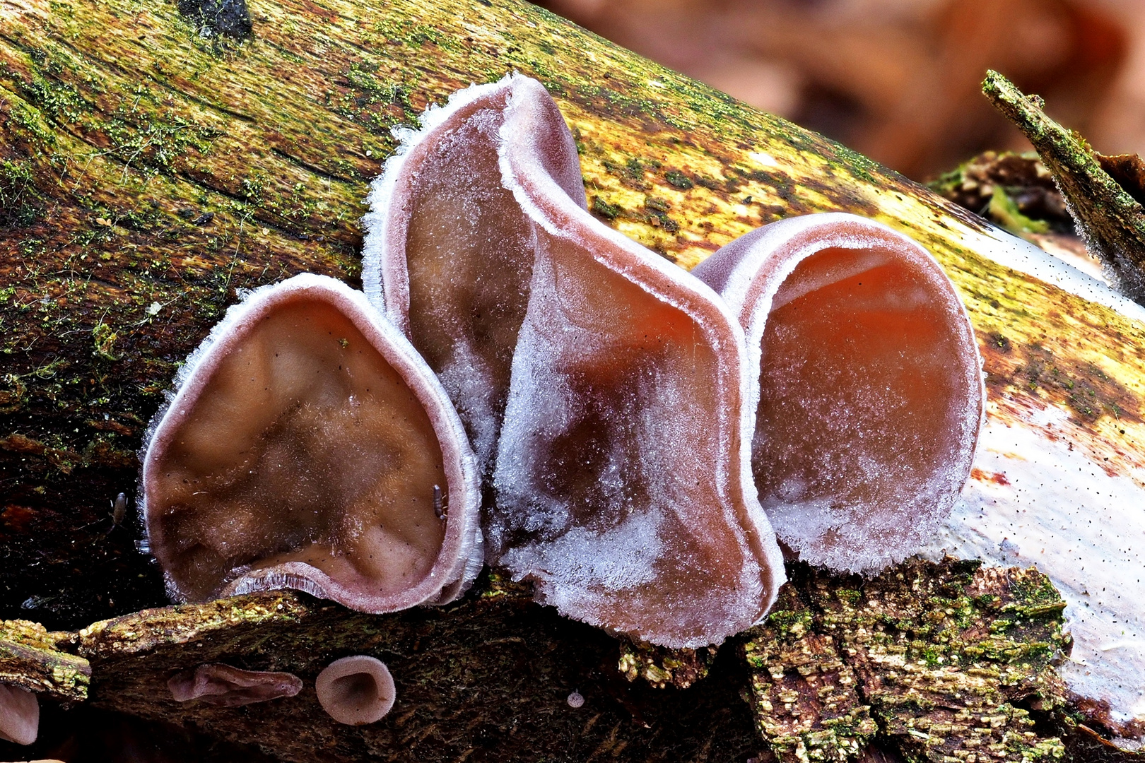 Judasohren (Auricularia auricula-judae) Foto & Bild | fotos, winter ...