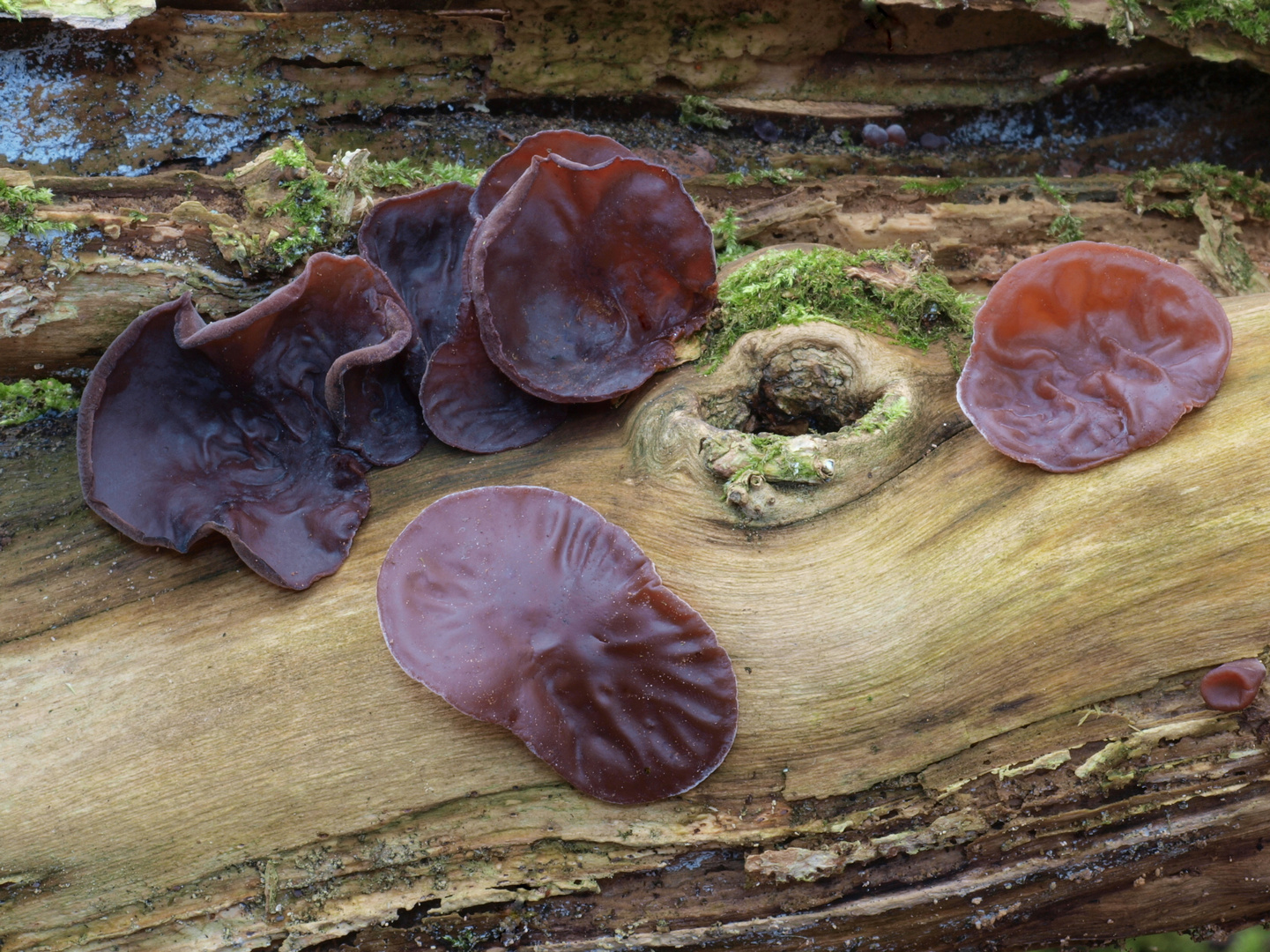 Judasohren - horchen den Wald ab. Foto & Bild | natur, pilz, pilze ...