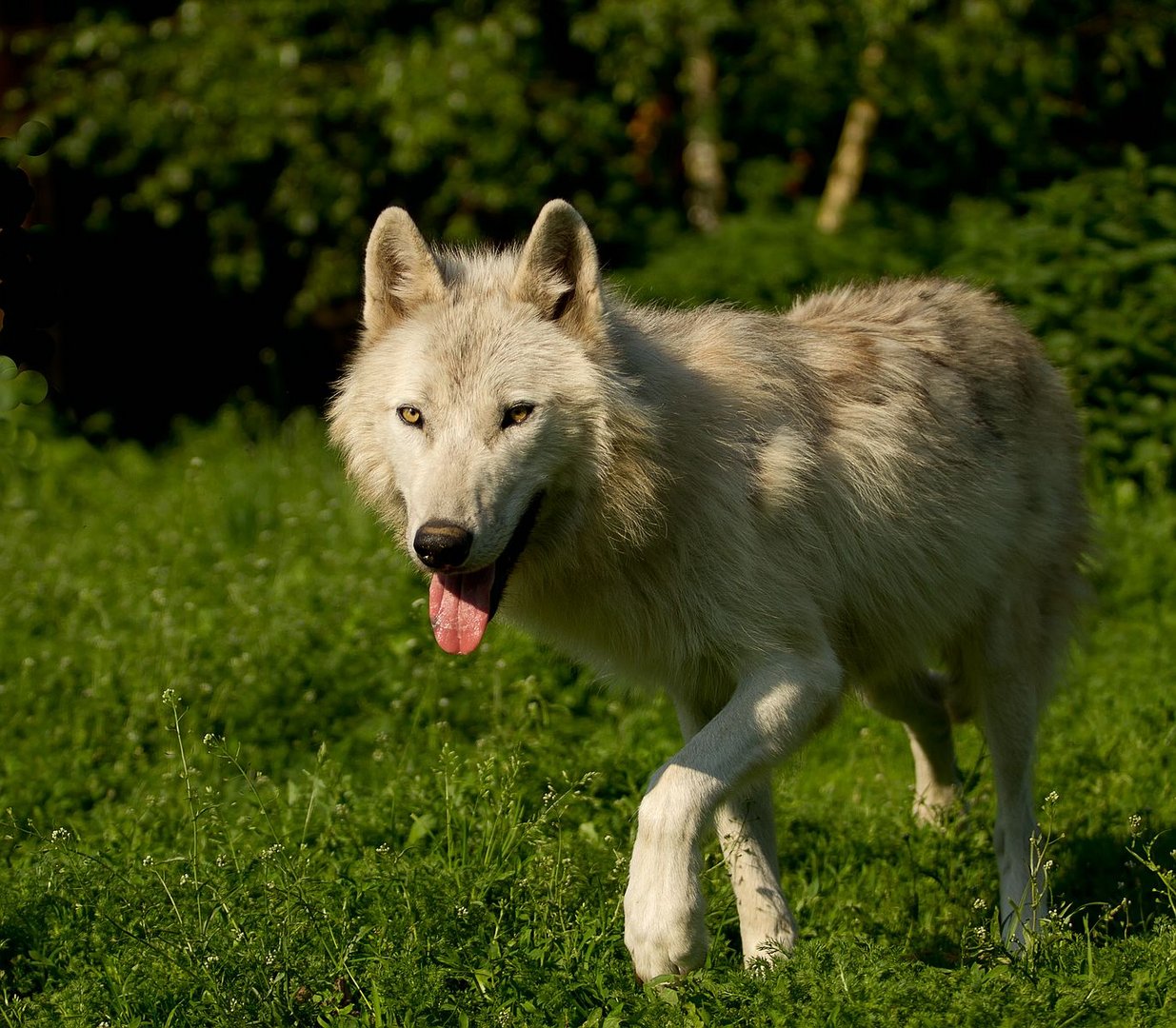 Jüngerer Polarwolf Foto & Bild | tiere, wolf polarwolf, natur Bilder ...