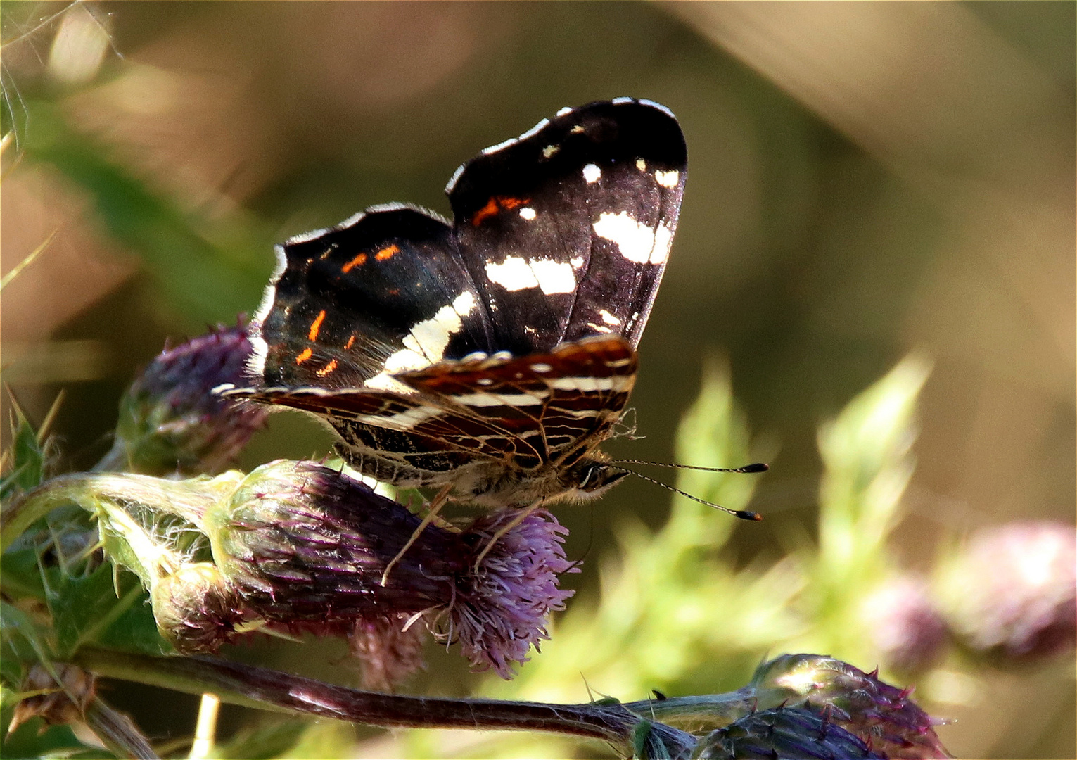 * Juhu...* Foto & Bild | fotos, sommer, licht Bilder auf fotocommunity