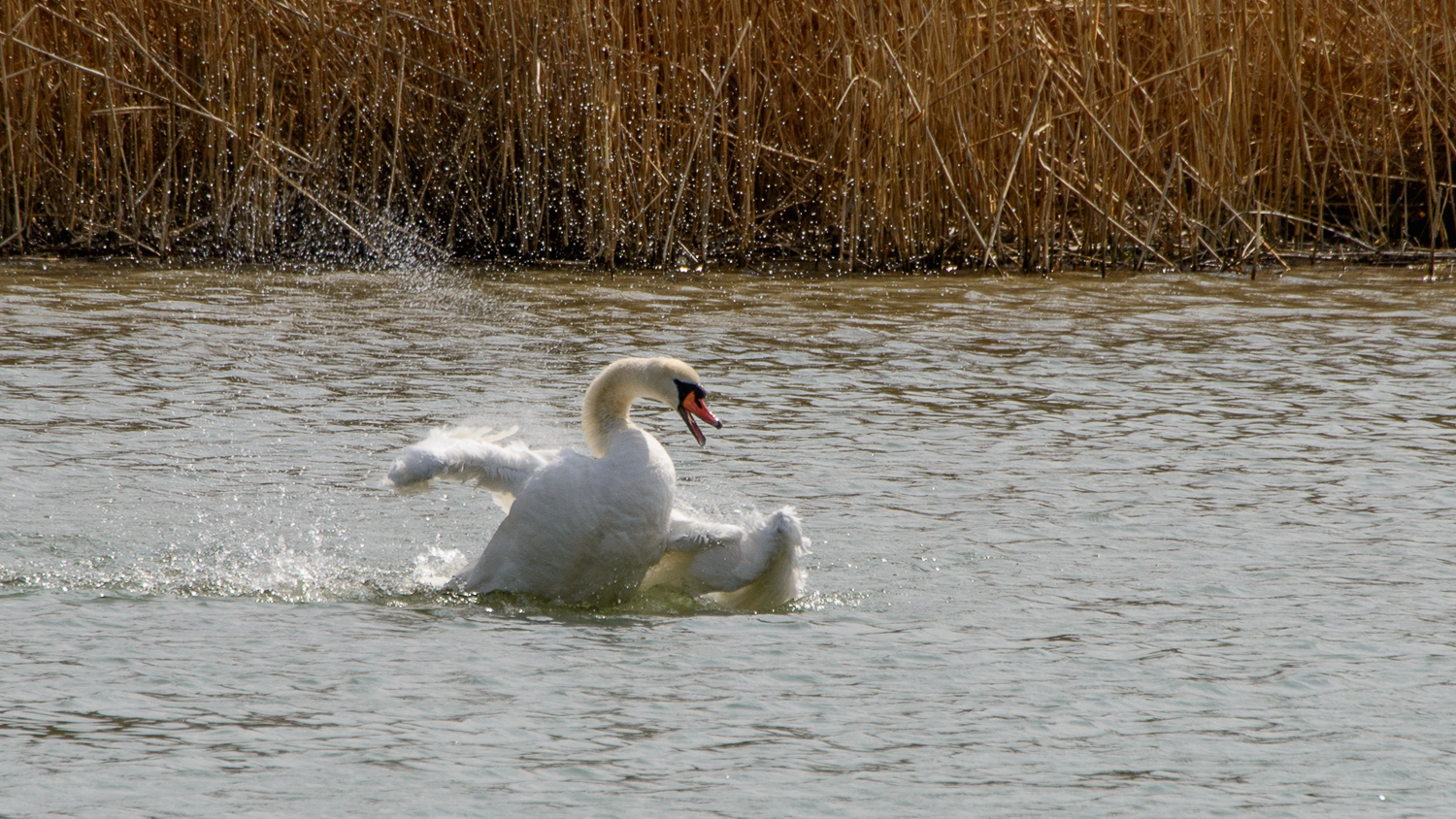 Juhuh Foto & Bild | tiere, wildlife, wild lebende vögel Bilder auf ...