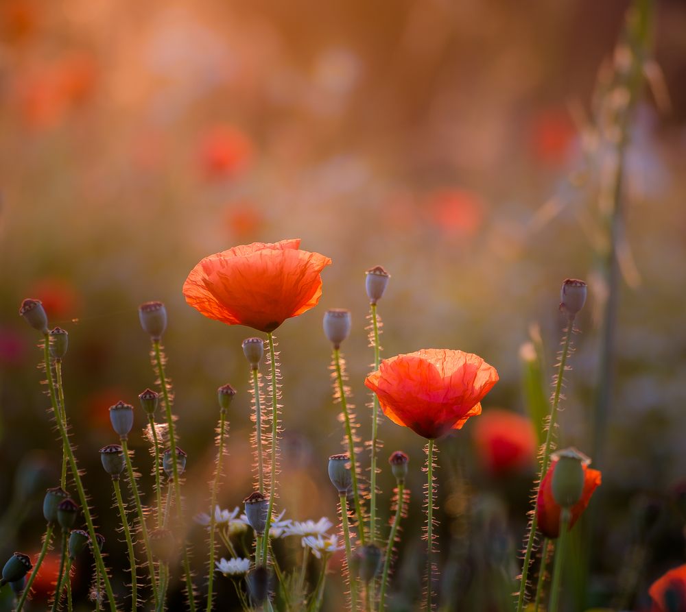 Juli Foto & Bild | jahreszeiten, sommer, urlaub Bilder auf fotocommunity