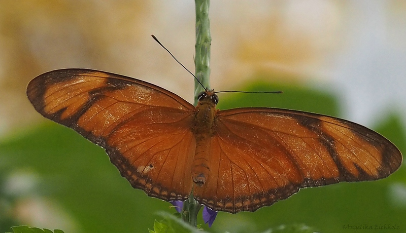 Julia-Falter Foto & Bild | tiere, zoo, wildpark & falknerei, insekten ...