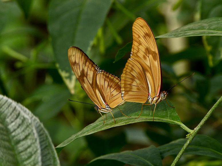 Julia Falter Foto & Bild | tiere, zoo, wildpark & falknerei, insekten ...