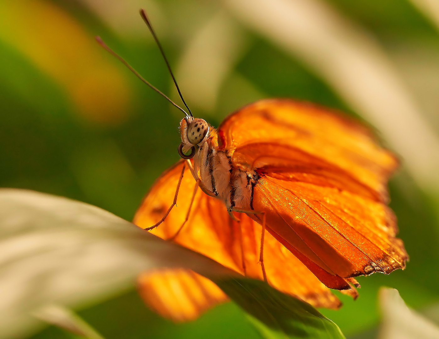 Julia Falter Foto & Bild | makro, natur, macro Bilder auf fotocommunity