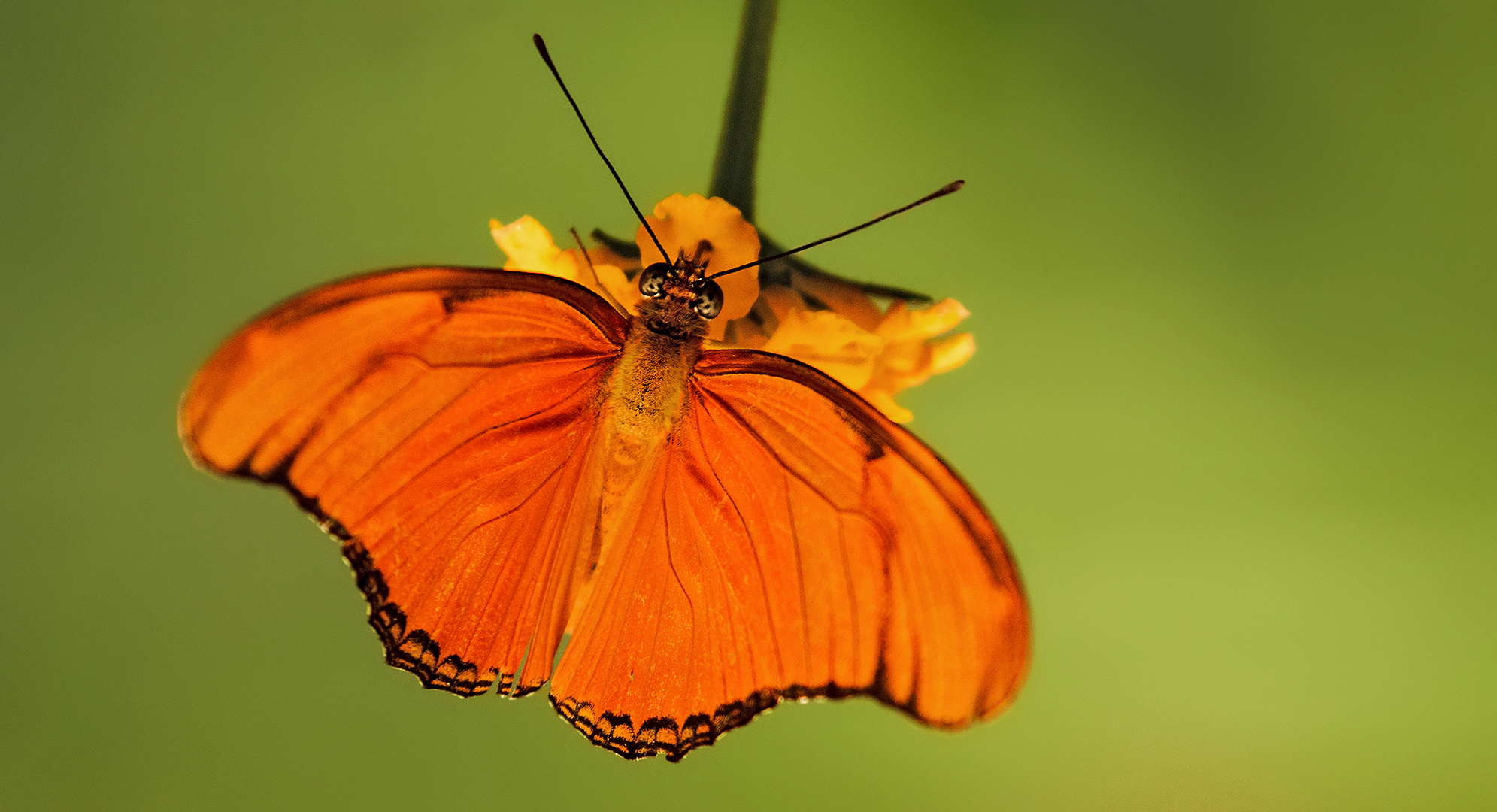 Julia Falter Foto & Bild | world, sommer, licht Bilder auf fotocommunity