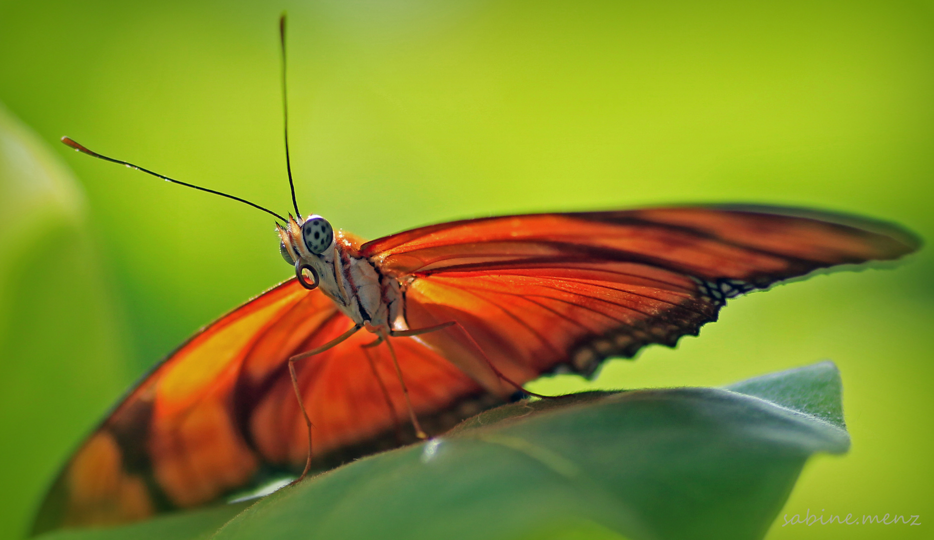 Julia-Falter Foto & Bild | fotos, makro, natur Bilder auf fotocommunity