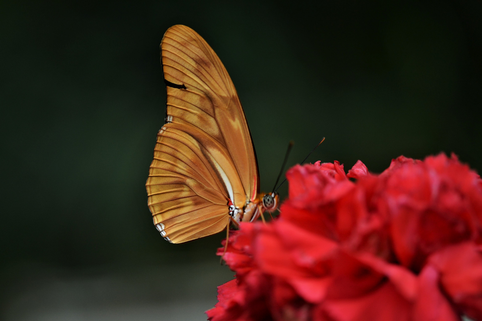Julia Falter Foto & Bild | tiere, wildlife, schmetterlinge Bilder auf ...
